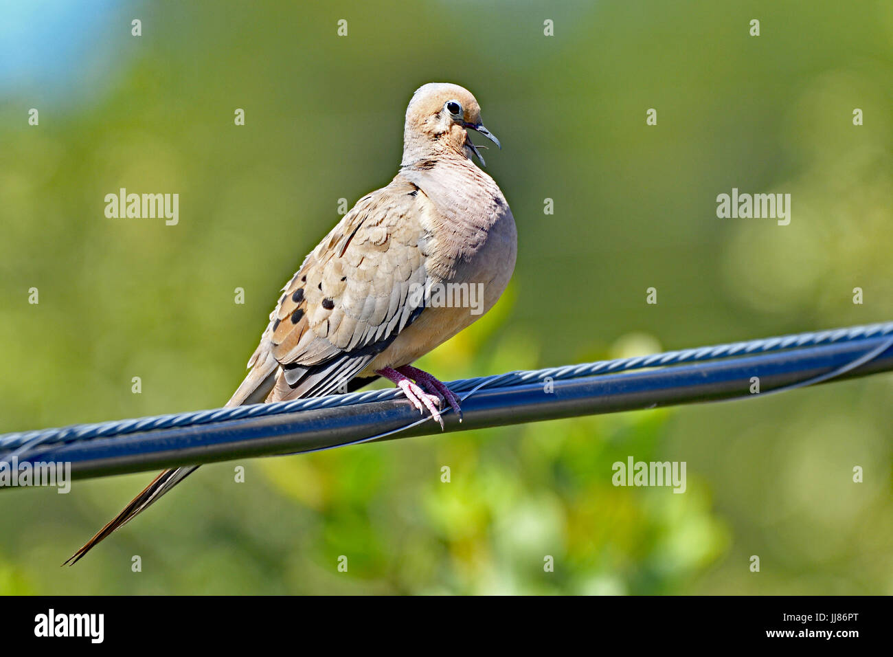 Morning Dove Resting on Wire Stock Photo - Alamy