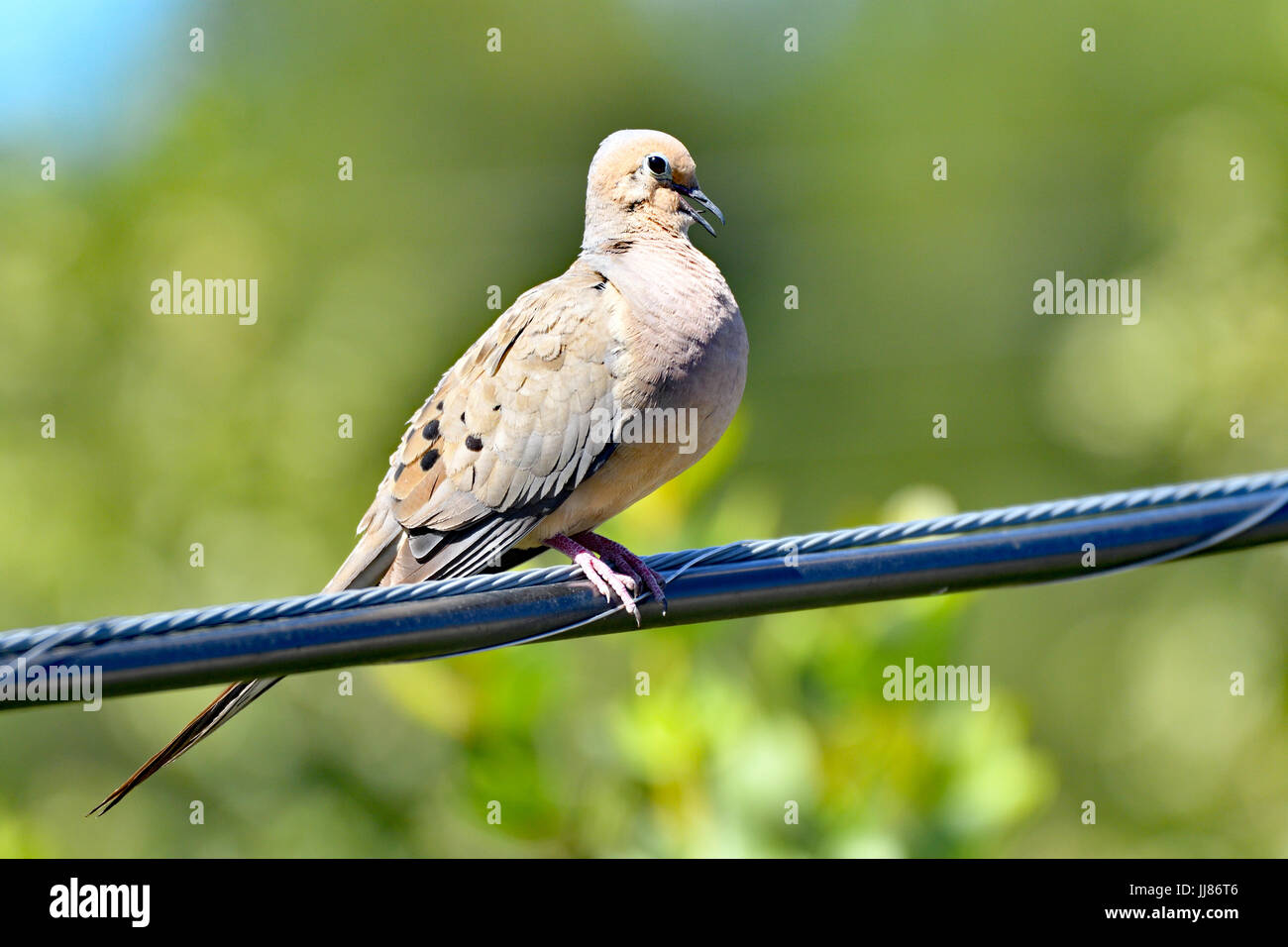 Morning Dove Resting on Wire Stock Photo - Alamy
