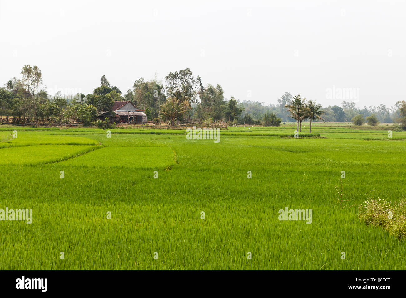 Vietnamese ordinary green field of rice Stock Photo - Alamy