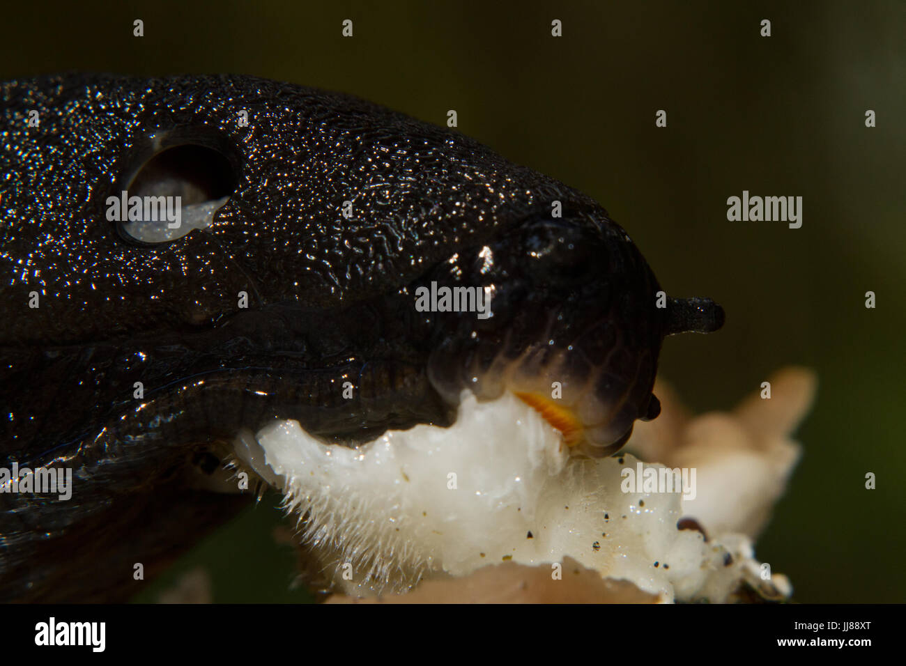 Black slug eating mushroom Stock Photo - Alamy