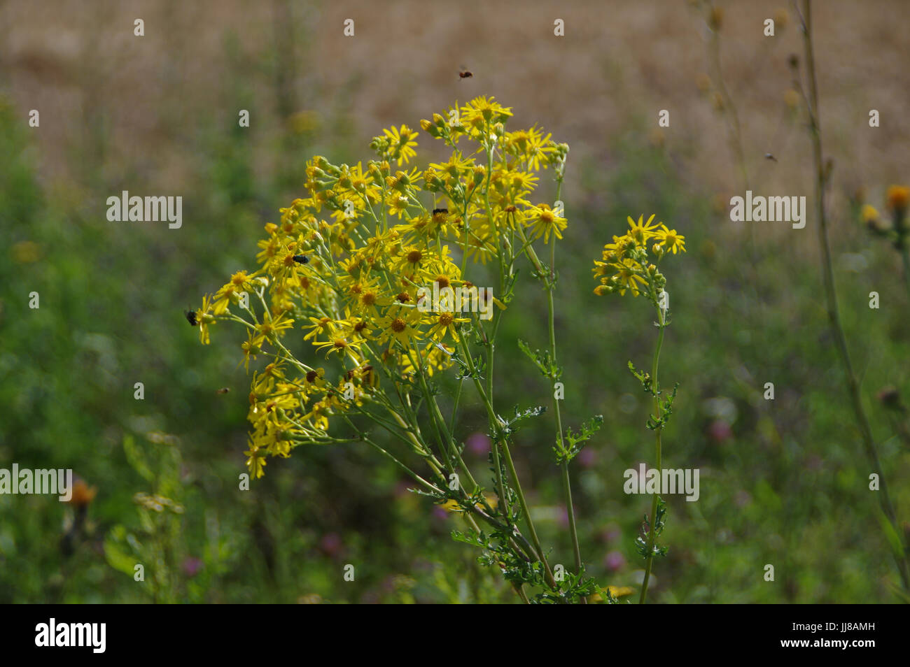 Meadow flower insects hi-res stock photography and images - Alamy