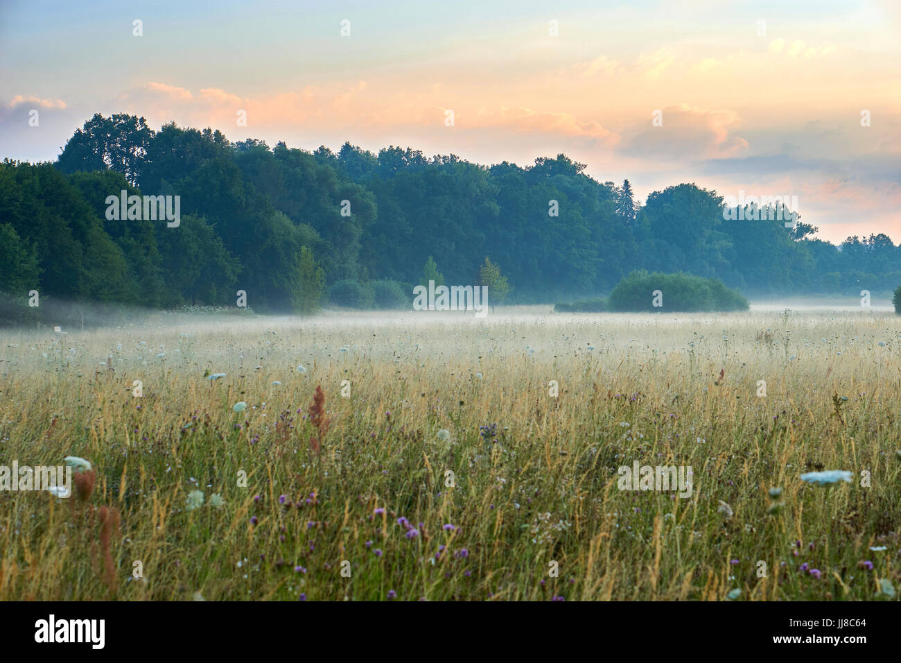 Sunrise over a scenic meadow with natural flowers. Vivid colors with ...
