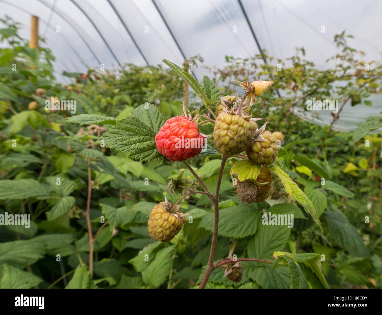 Poly tunnel horticulture hi-res stock photography and images - Alamy