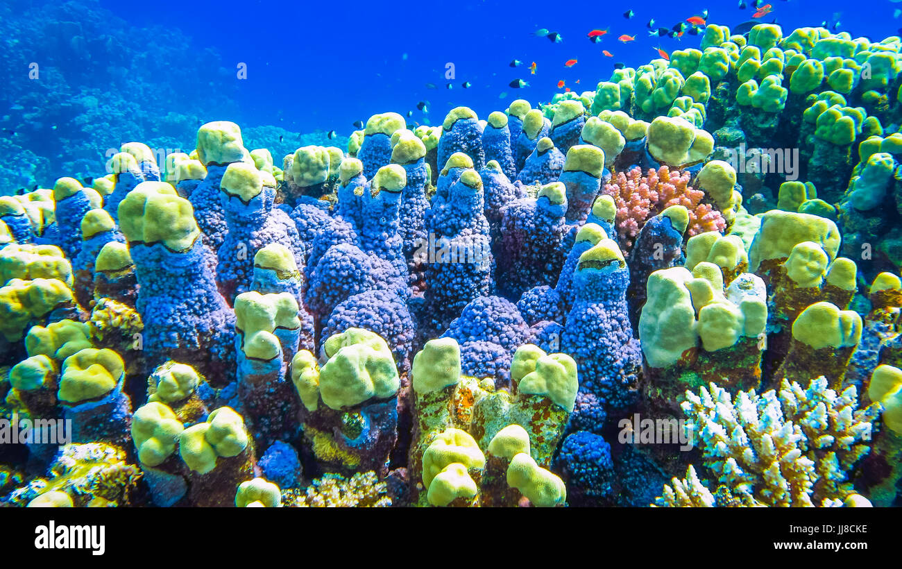 Hard corals and small fish in the Red Sea. Egypt Stock Photo - Alamy