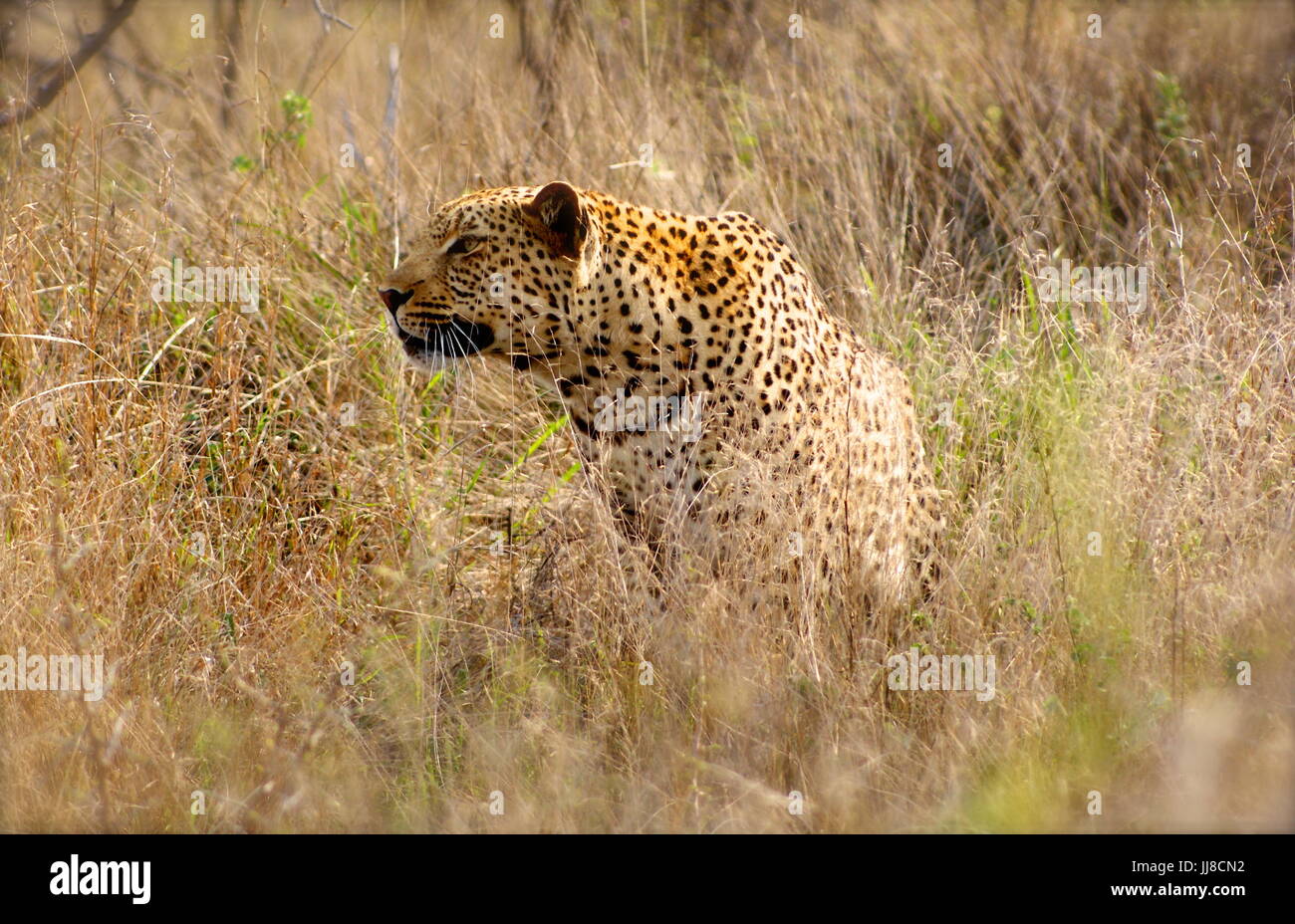 Leopard african hi-res stock photography and images - Alamy