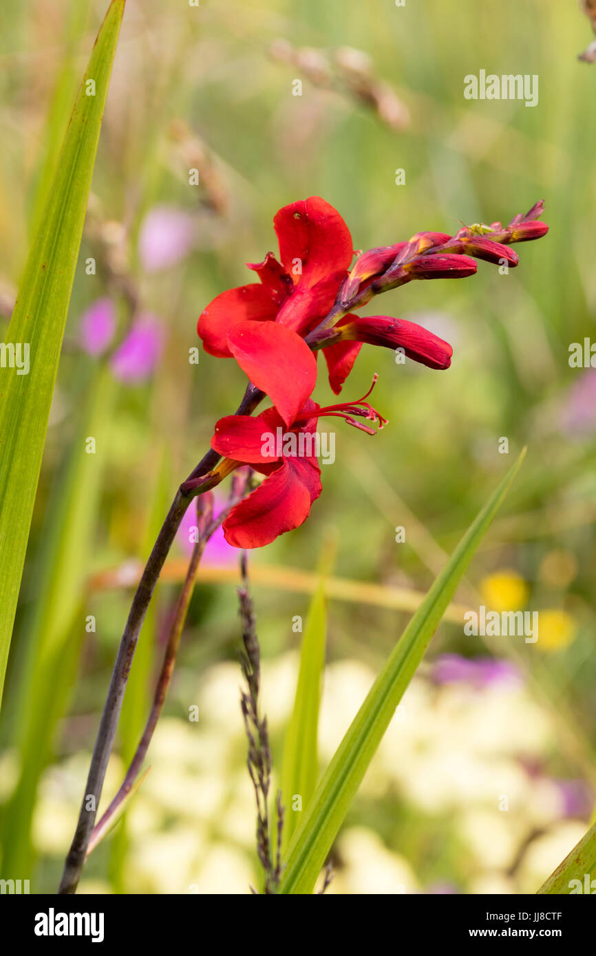 Single flower spike of the deep red summer flowering corm, Crocosmia ...
