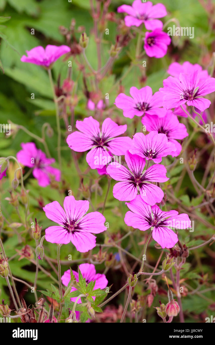Geranium patricia brempat hi-res stock photography and images - Alamy