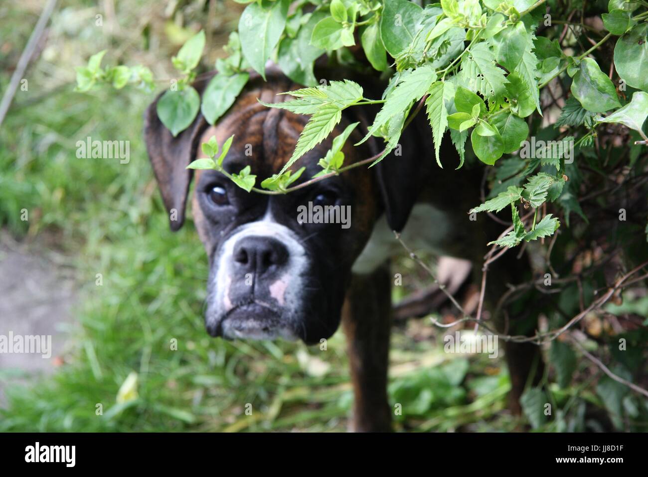 Boxer under a bush Stock Photo - Alamy