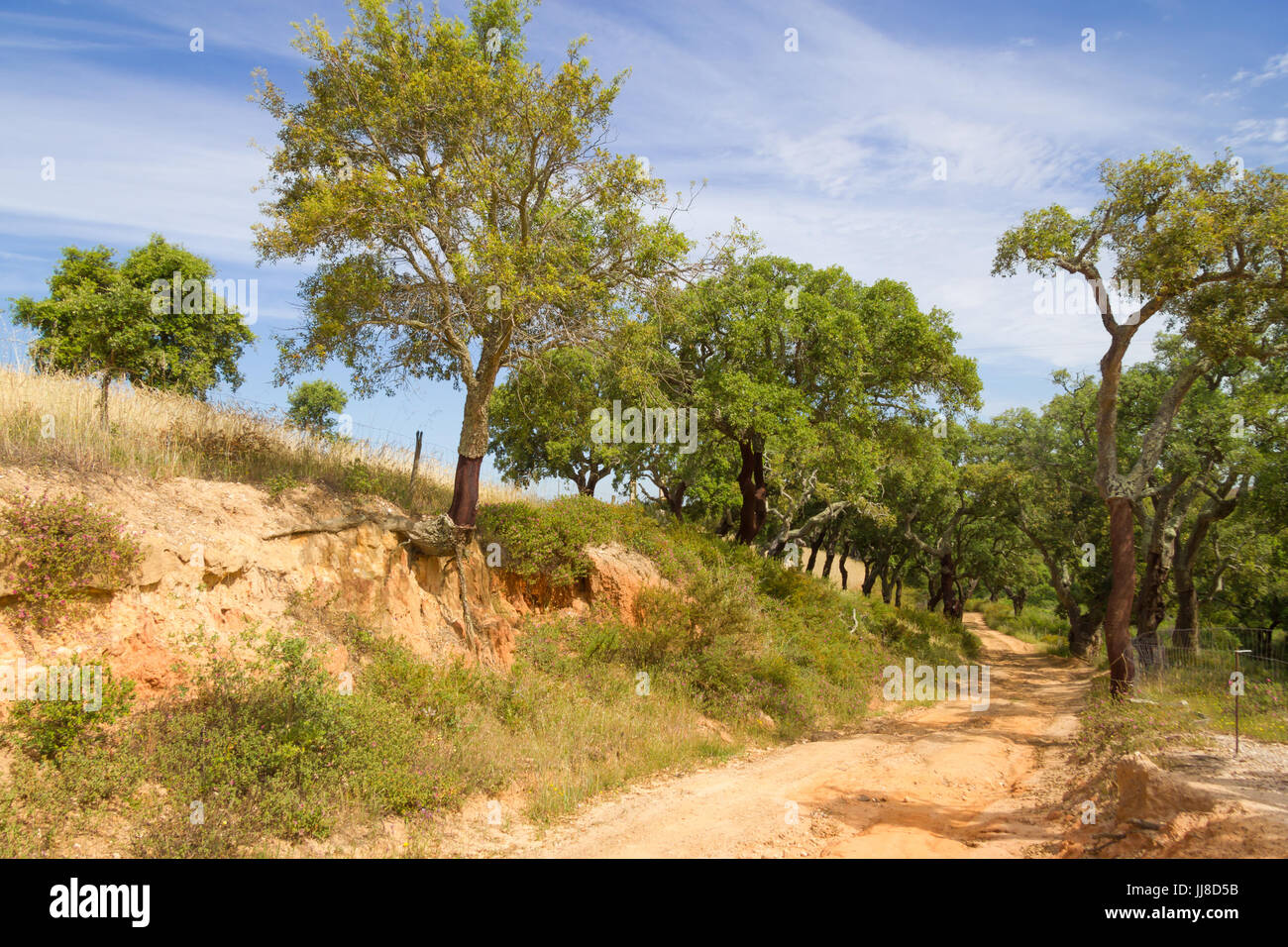 Cork trees in Porto Covo, Alentejo, Portugal Stock Photo - Alamy