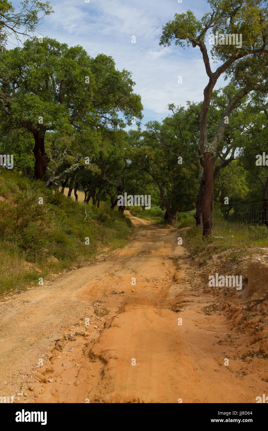 Cork trees and trail in Porto Covo, Alentejo, Portugal Stock Photo - Alamy