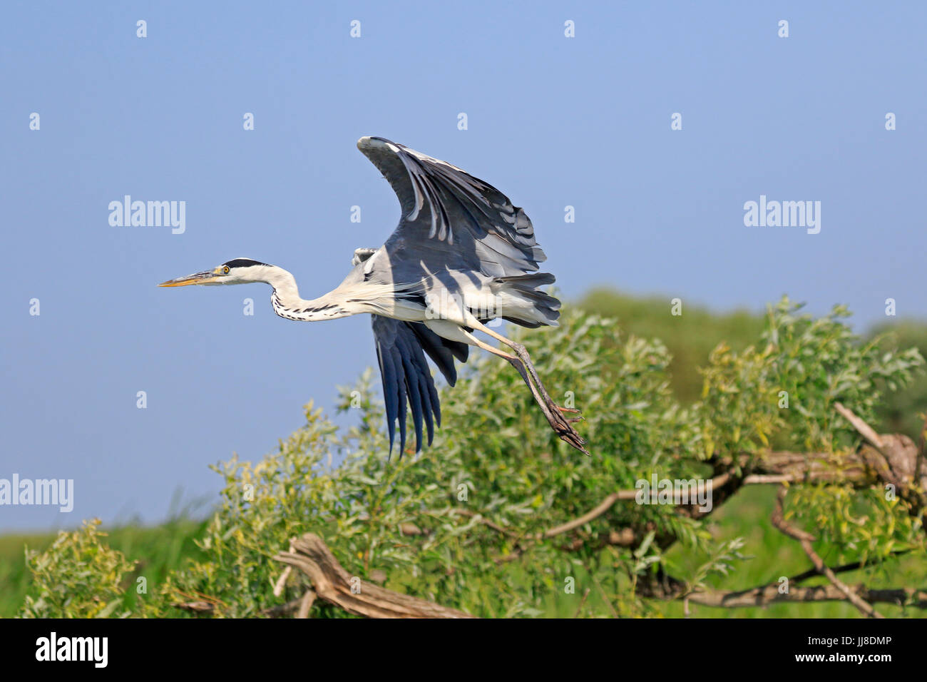 Grey heron taking off in the Danube Delta Romania Stock Photo - Alamy