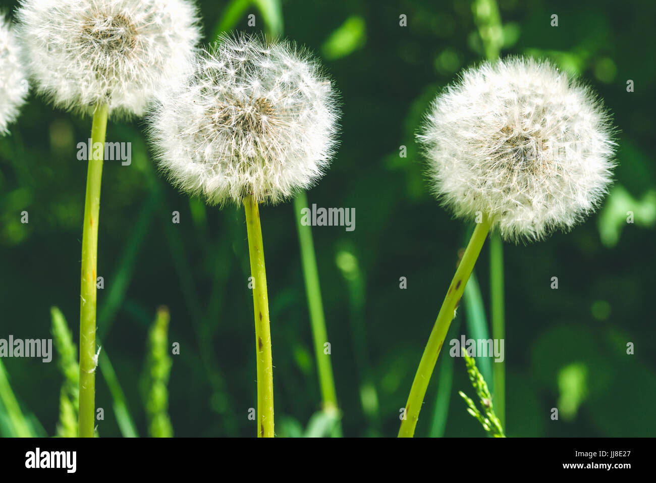 Dandelion flower with sunlight - Freedom to Wish Stock Photo - Alamy