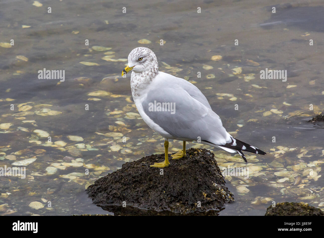 White and grey seagull standing on rock in the middle of seashells ...