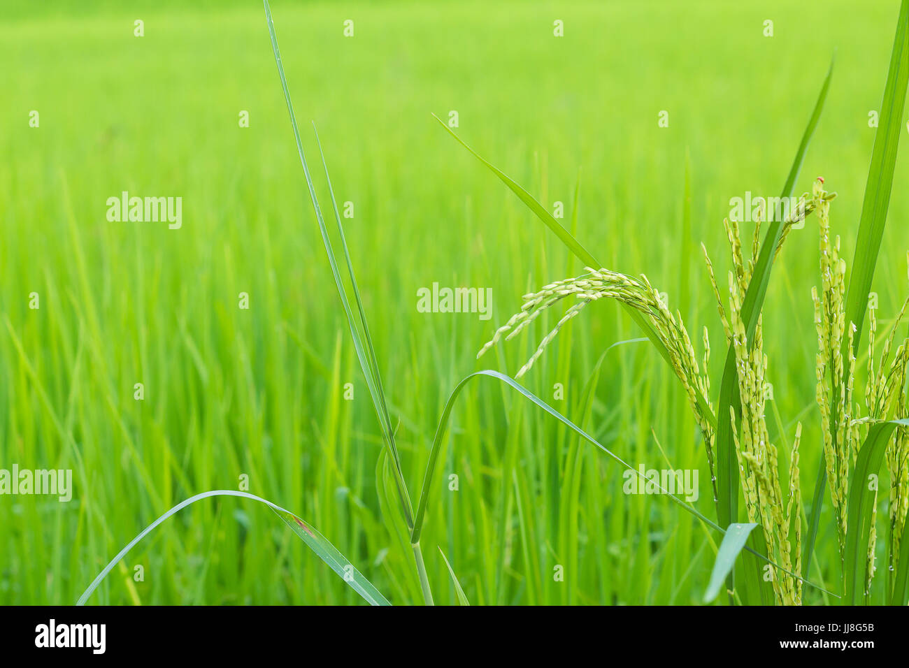 Green rice in Cultivated Agricultural Field Early Stage of Farming ...