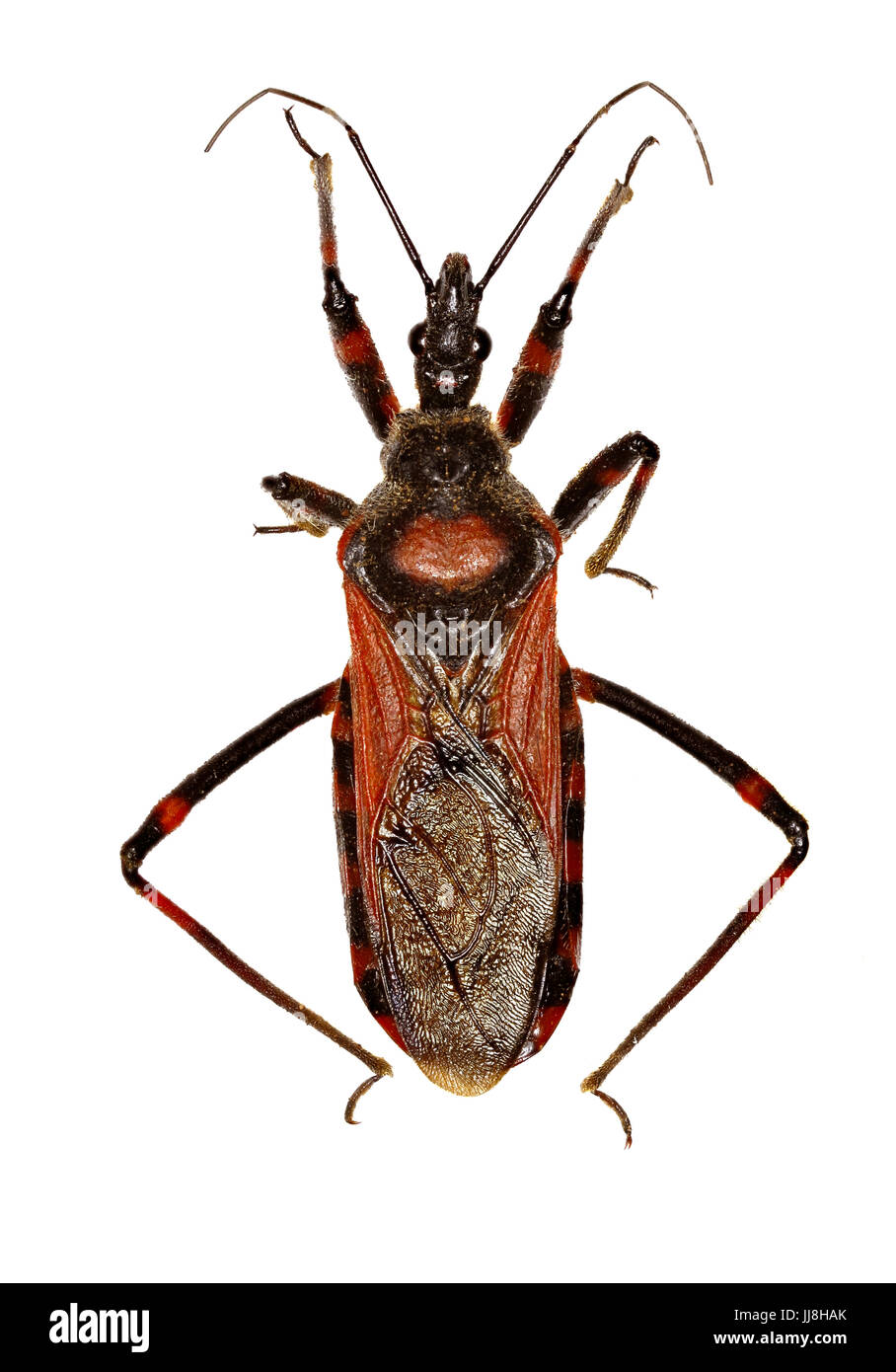 Dorsal view of thread legged bug hi-res stock photography and images ...