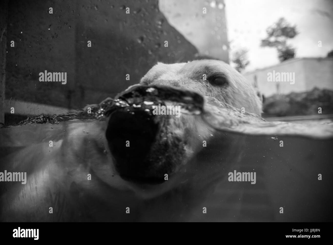 Polar bear in snow Black and White Stock Photos & Images - Alamy