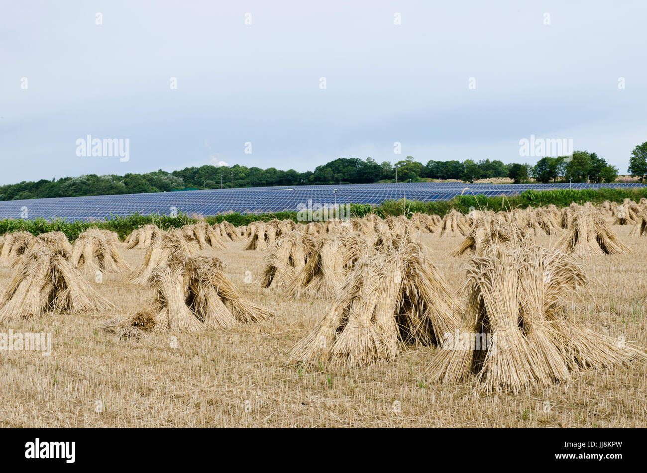 Farming diversification. Field of cut grain formed into stooks with ...