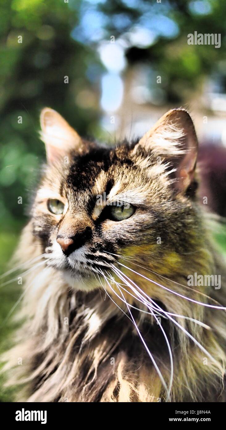 Long haired tabby hi-res stock photography and images - Alamy