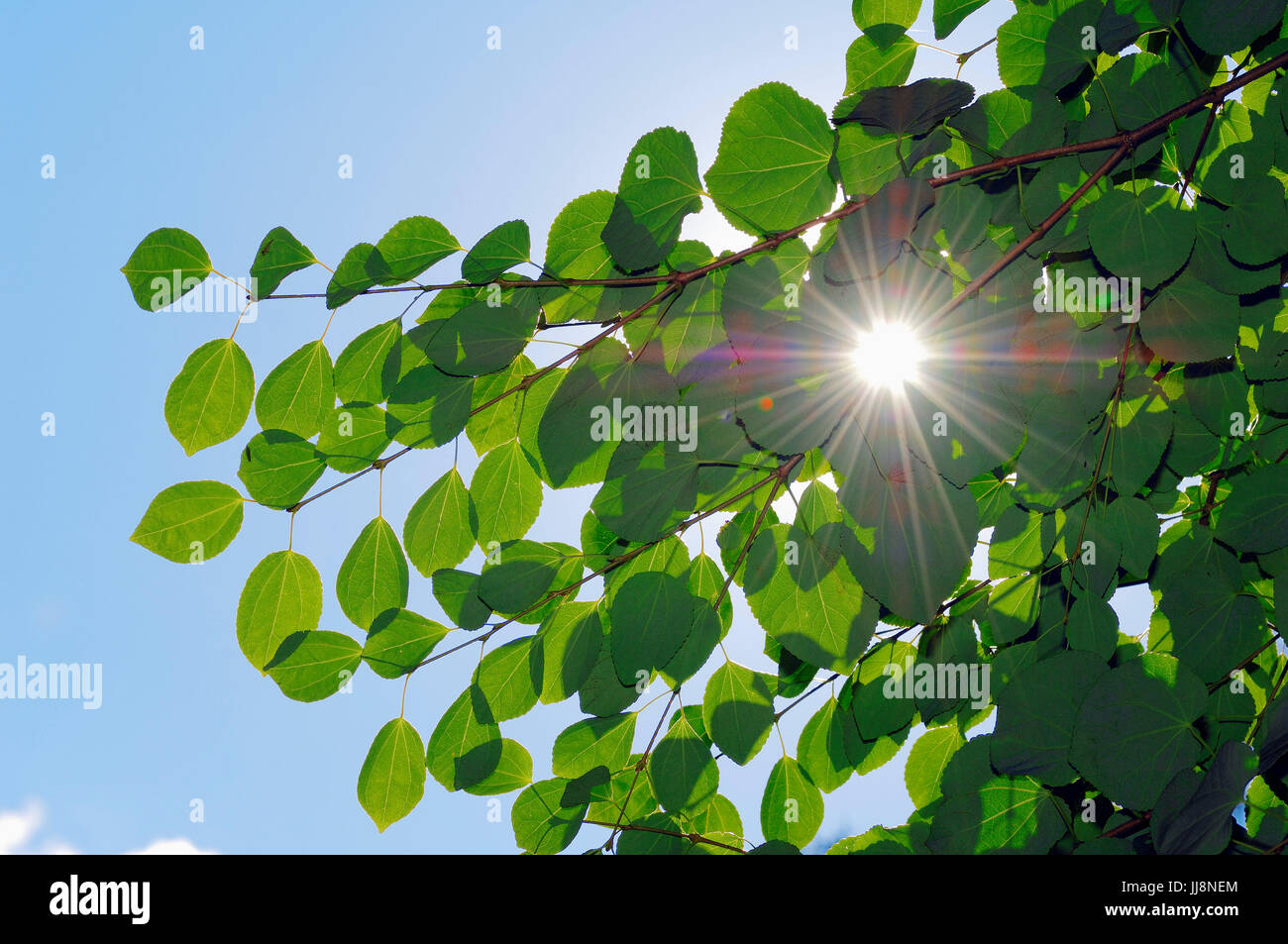 Katsura Tree / (Cercidiphyllum japonicum) | Katsurabaum ...