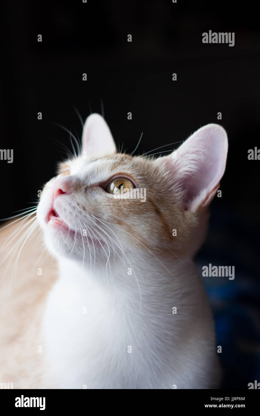 Portrait of Cat looking upward on a black background Stock Photo - Alamy