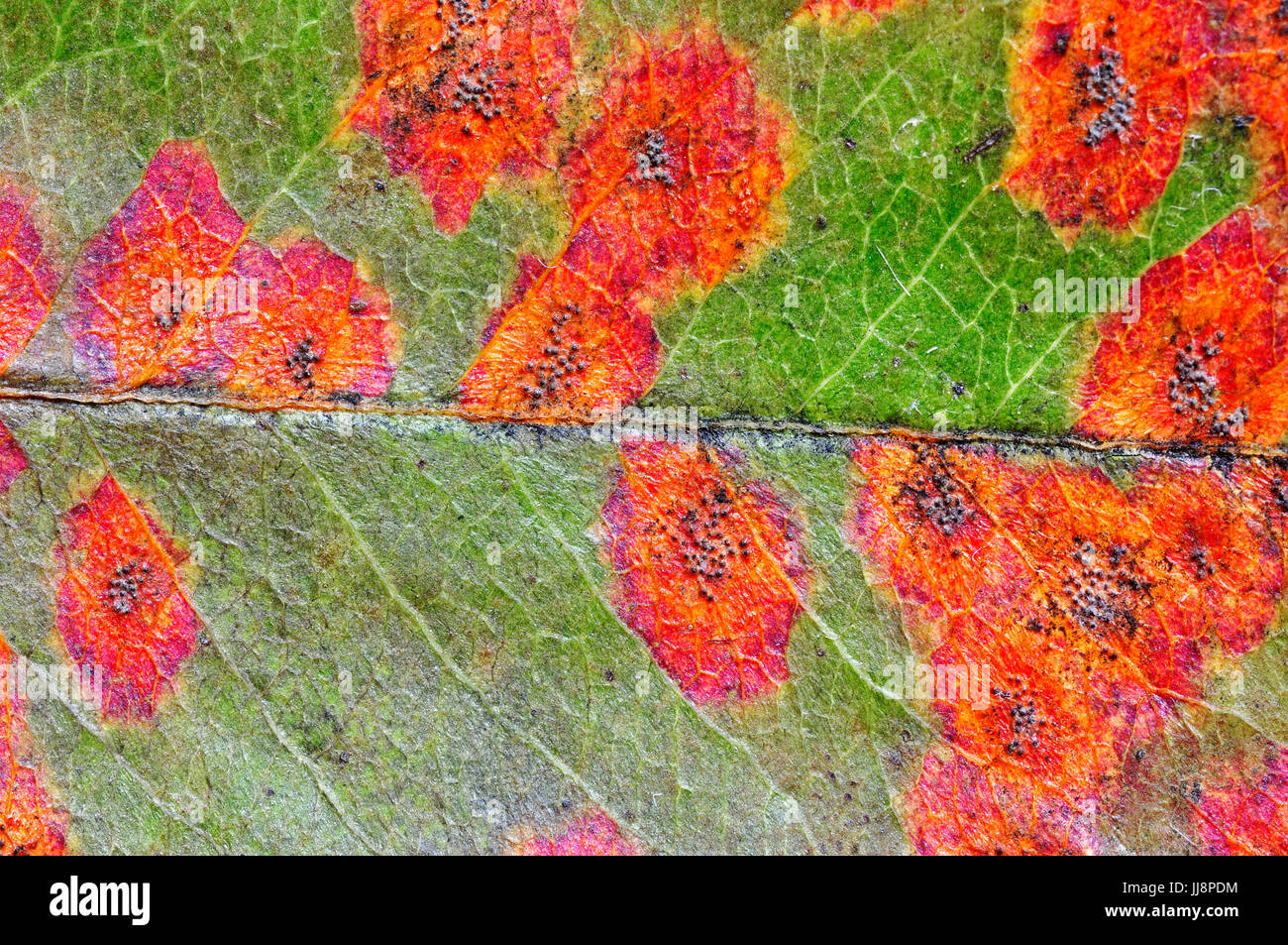 Juniper-pear Rust on pear leaf / (Gymnosporangium sabinae) / fungal ...