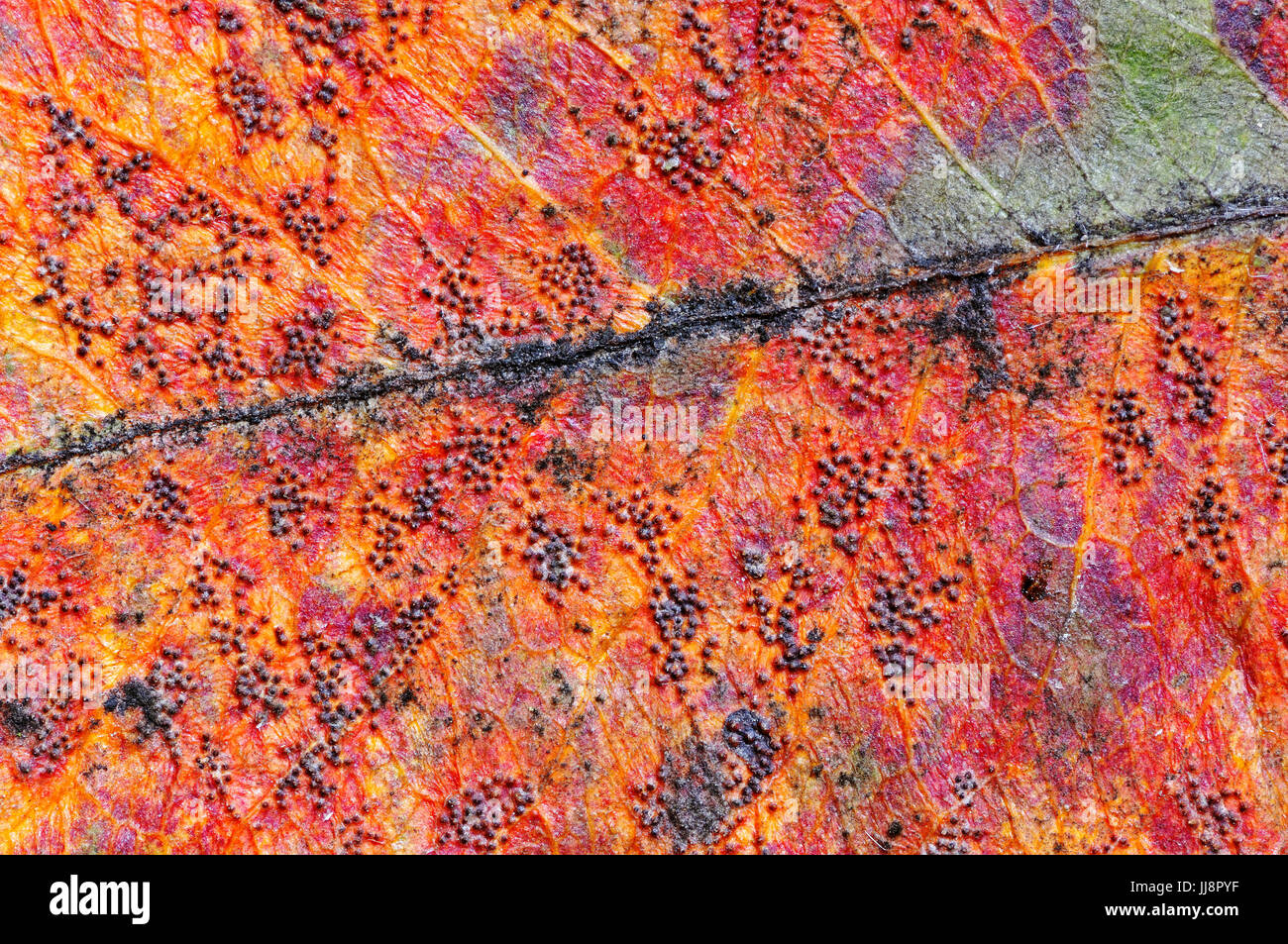 Juniper-pear Rust on pear leaf / (Gymnosporangium sabinae) / fungal ...