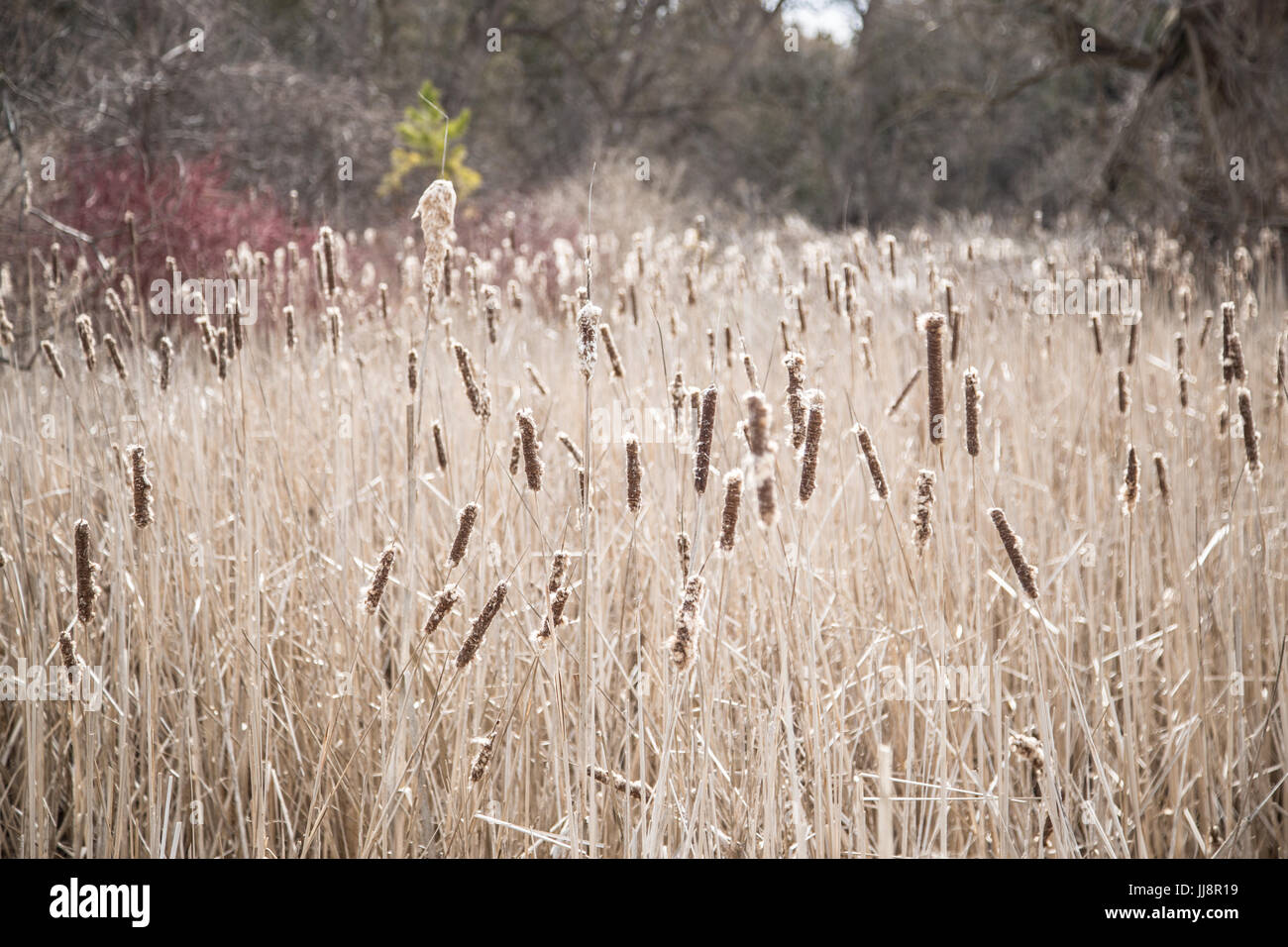Tails plants hi-res stock photography and images - Alamy