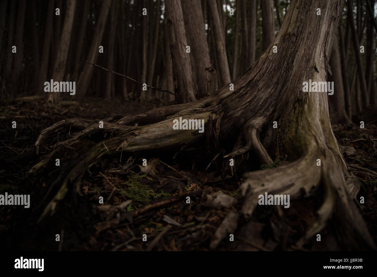 Tree base hi-res stock photography and images - Alamy