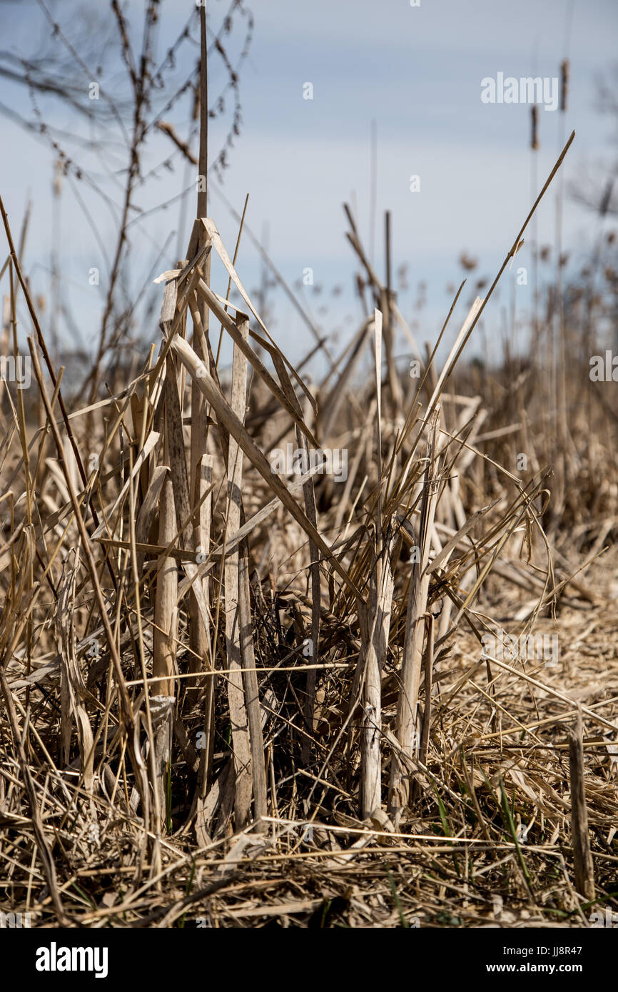 Plant - dry Stock Photo - Alamy