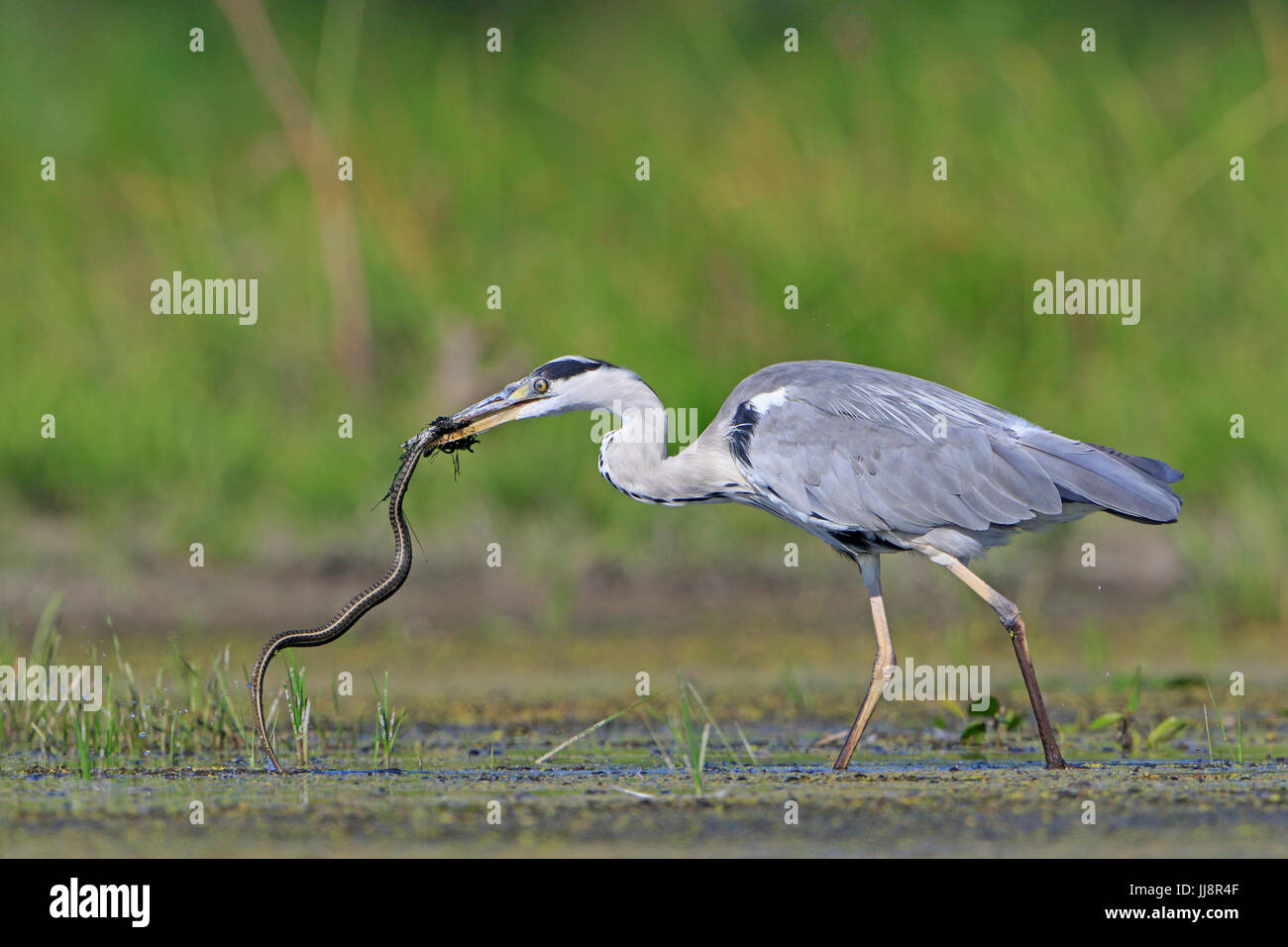 Snake eating bird hi-res stock photography and images - Alamy