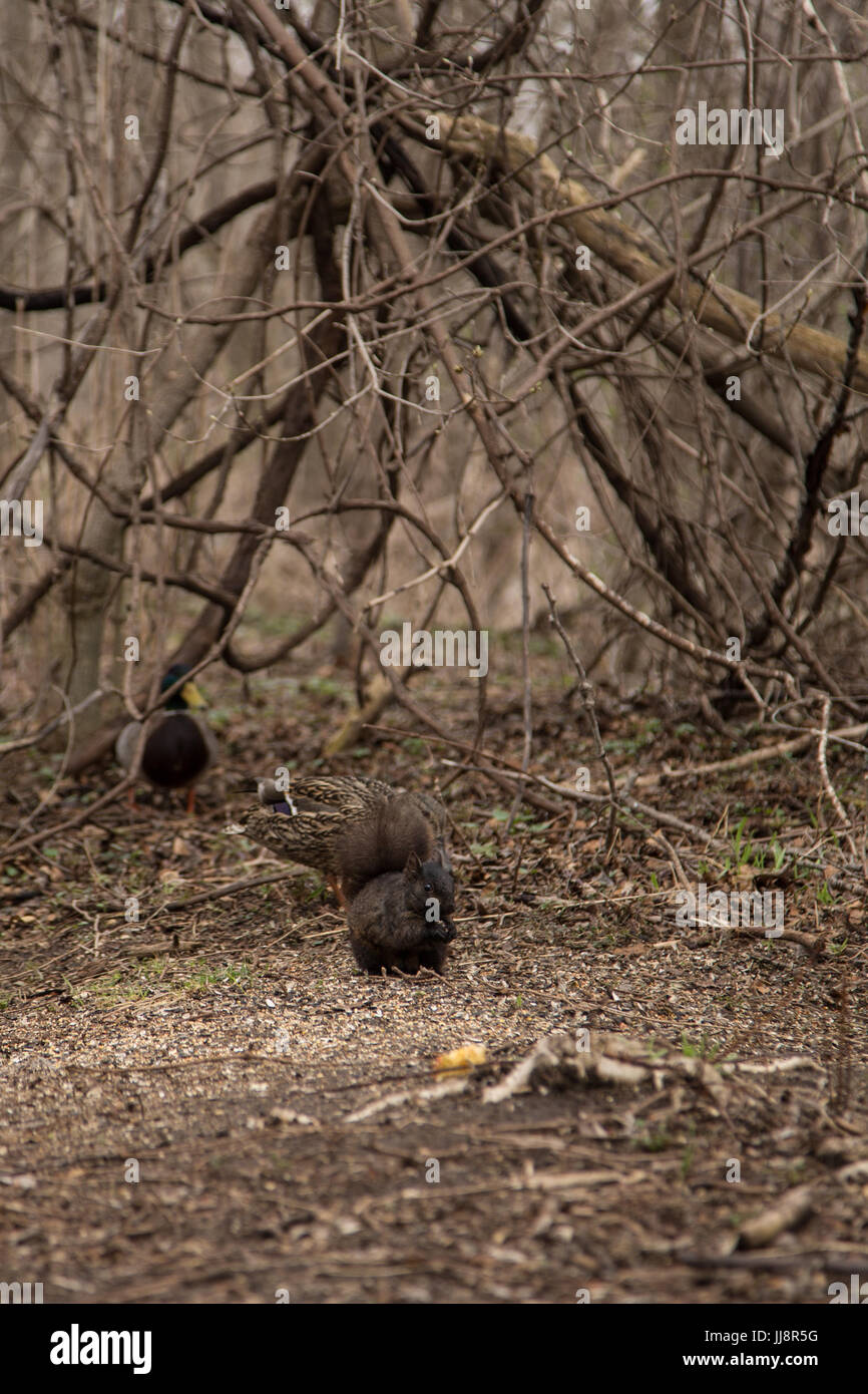 Squirrel and Duck Stock Photo - Alamy