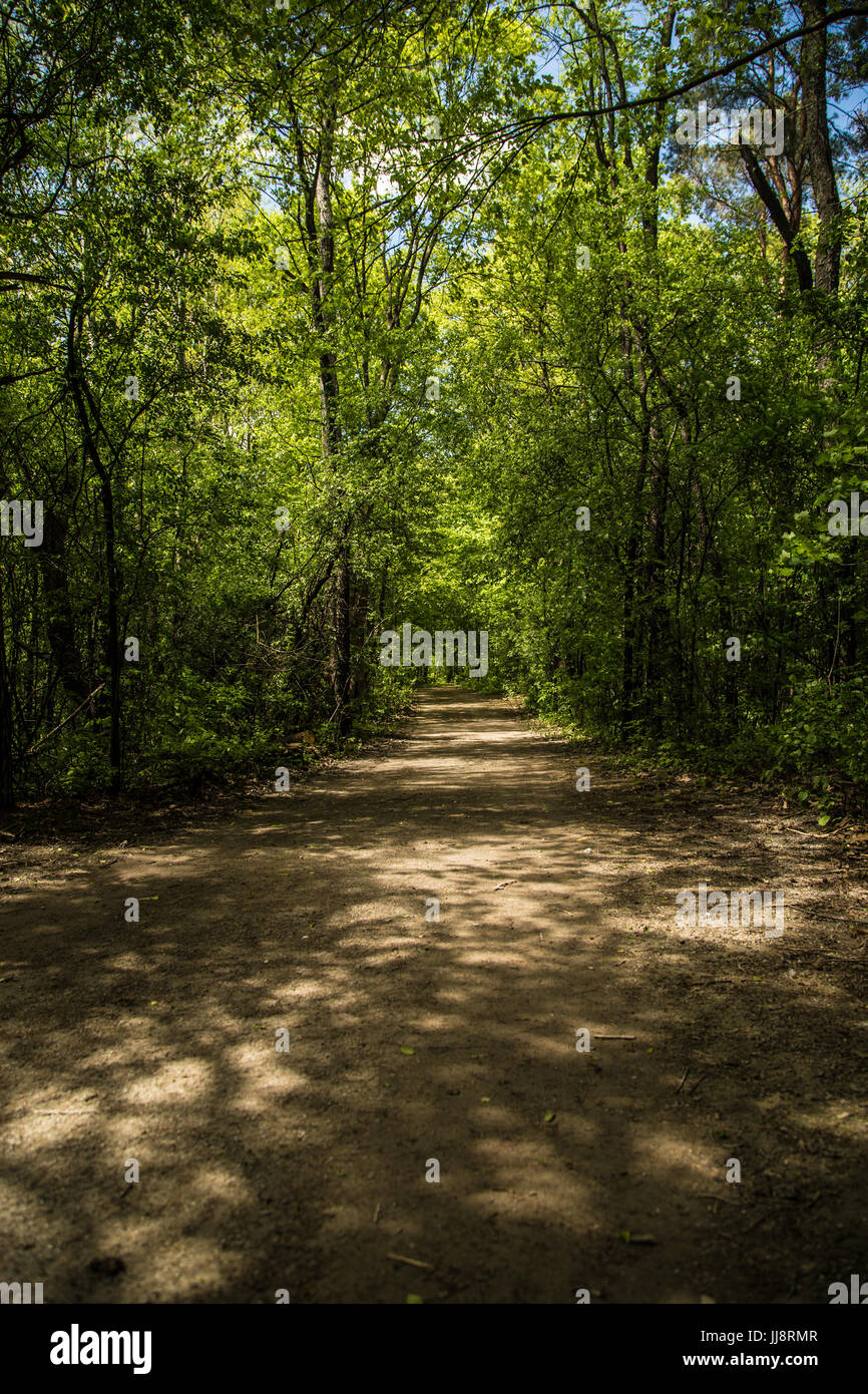 Woods / Forest Stock Photo - Alamy