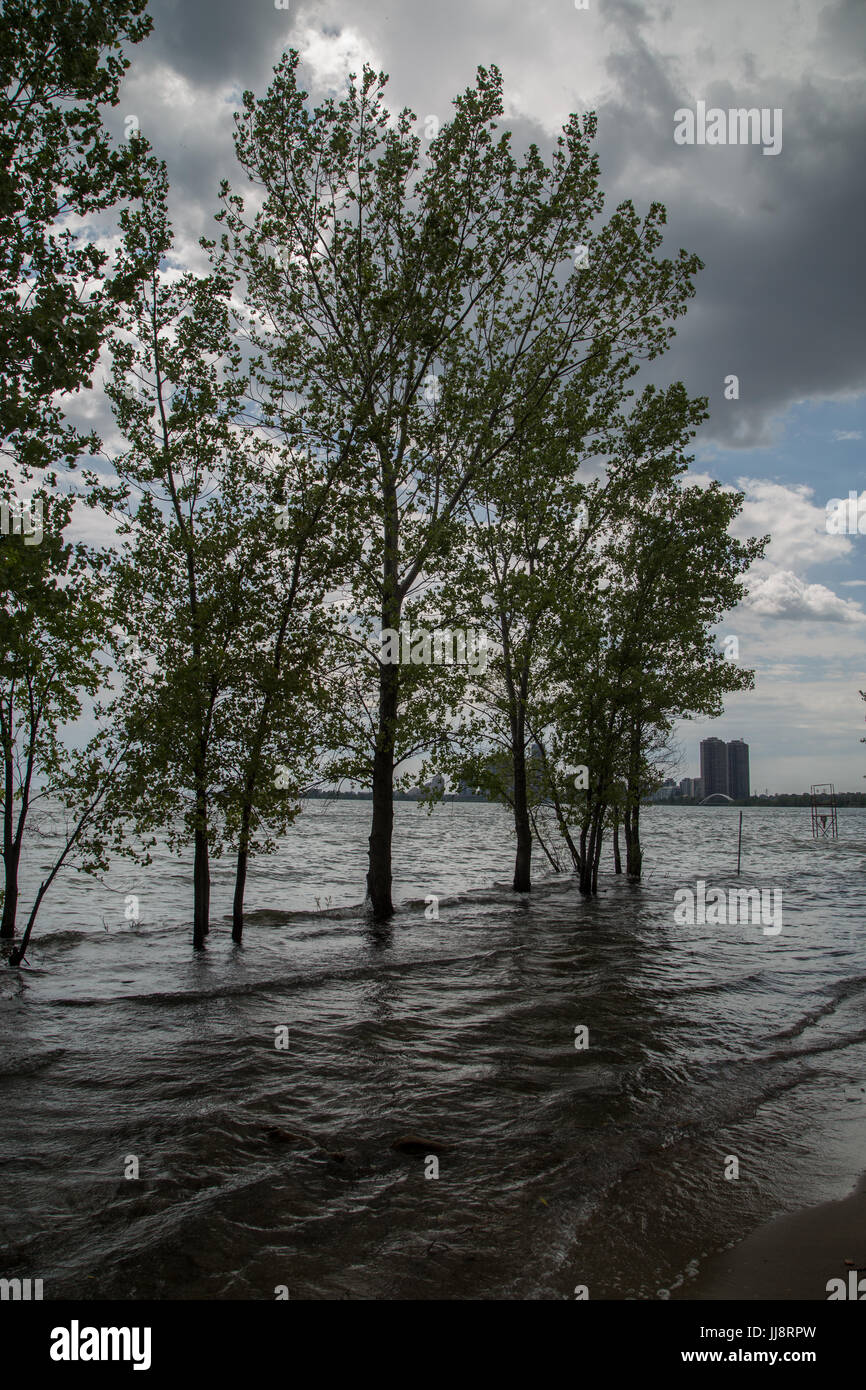 Trees - flooding Stock Photo - Alamy