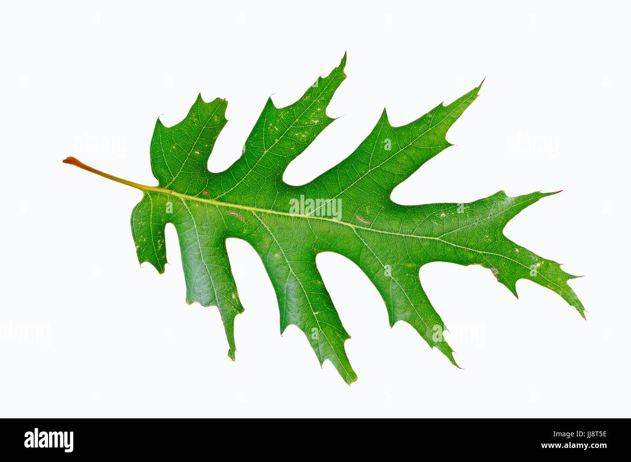 American Red Oak, leaf / (Quercus rubra) / Champion Oak, American Red ...