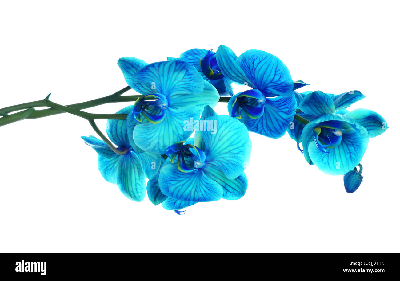 Beautiful blue flower Orchid, phalaenopsis, close-up isolated on white ...