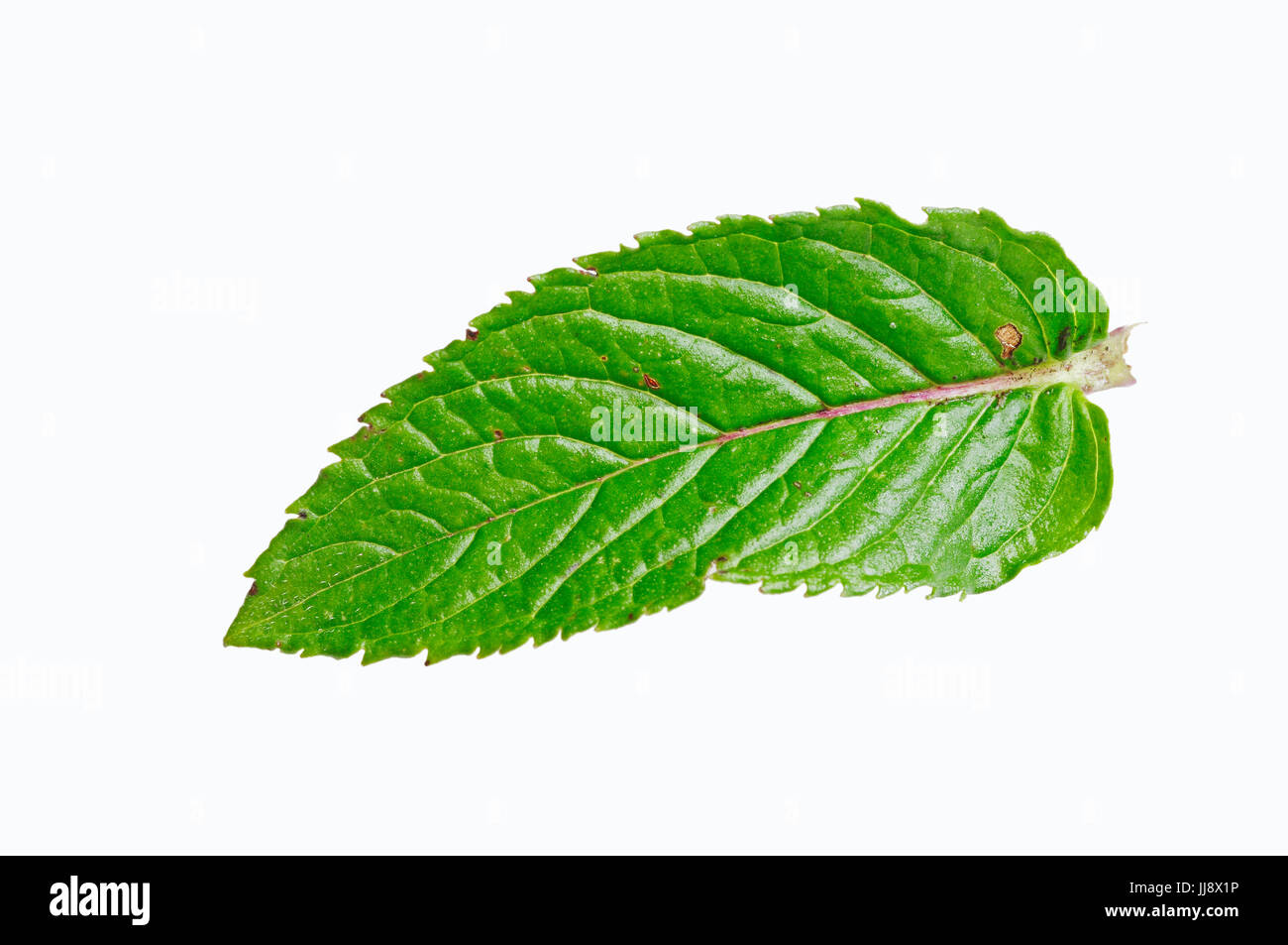 Pfefferminze pflanzen hi-res stock photography and images - Alamy