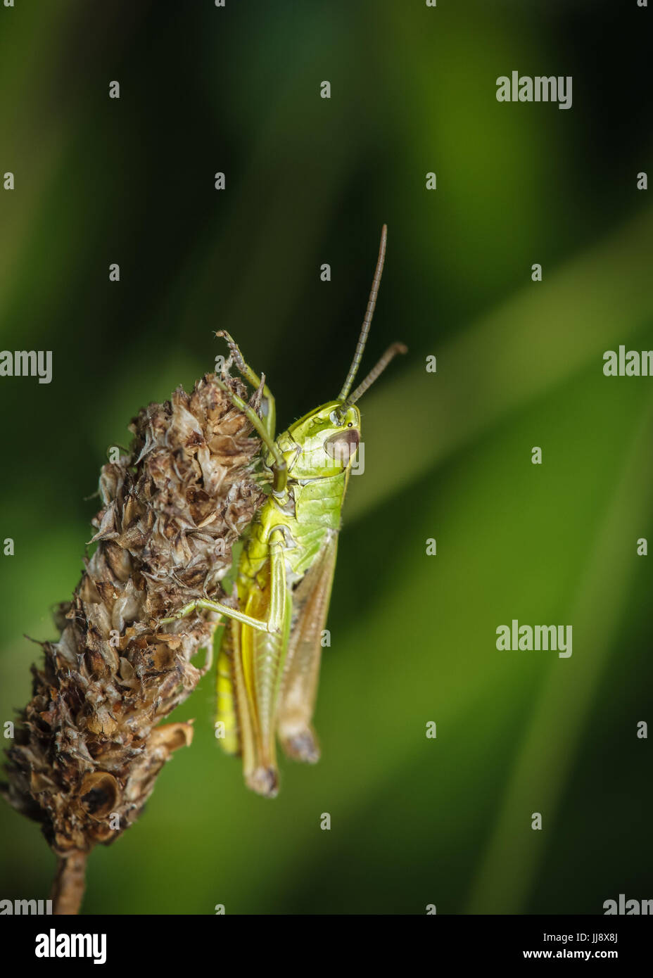 Common green grass hopper hi-res stock photography and images - Alamy