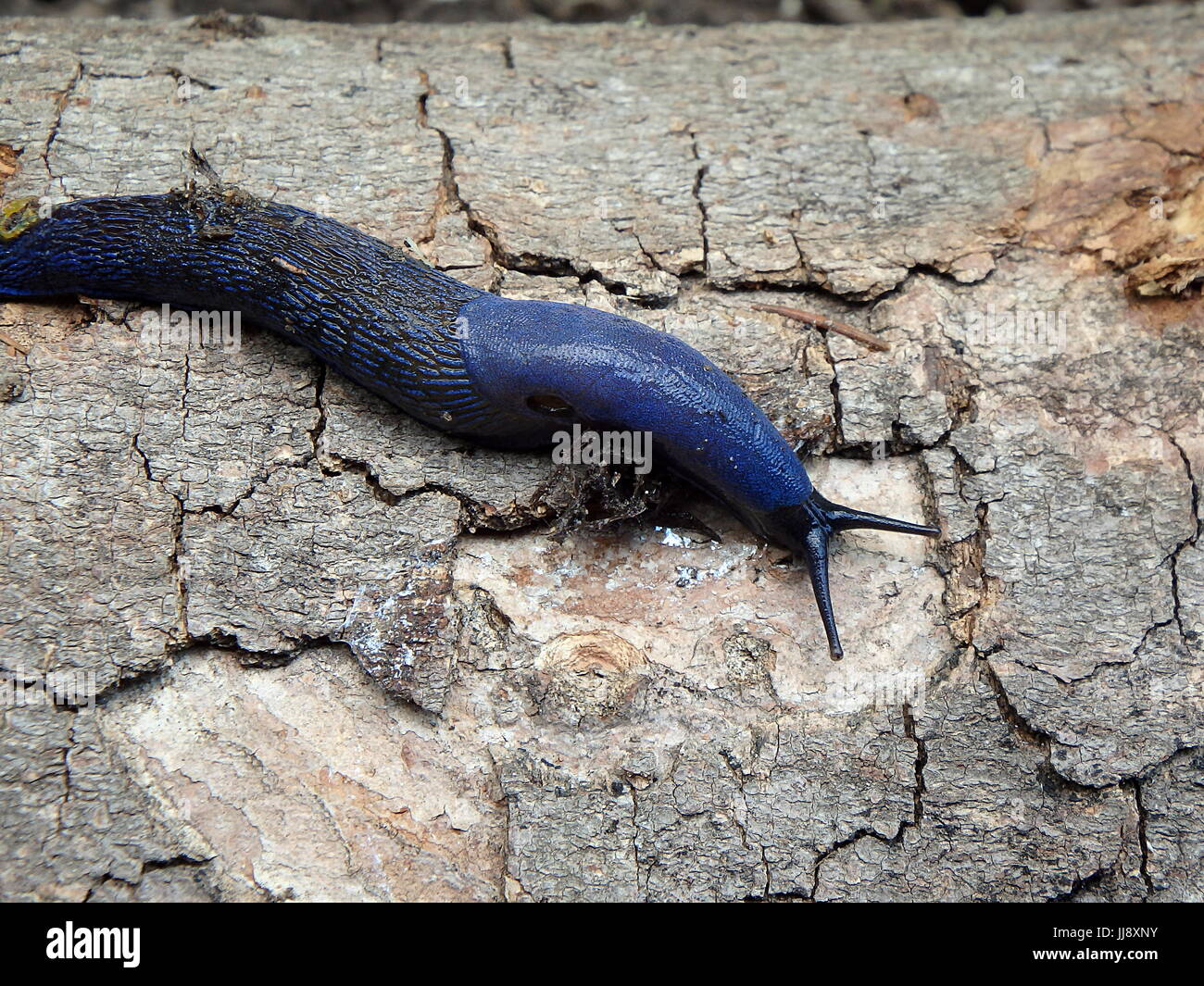 Blue slug in the woods, (Bielzia coerulans Stock Photo - Alamy