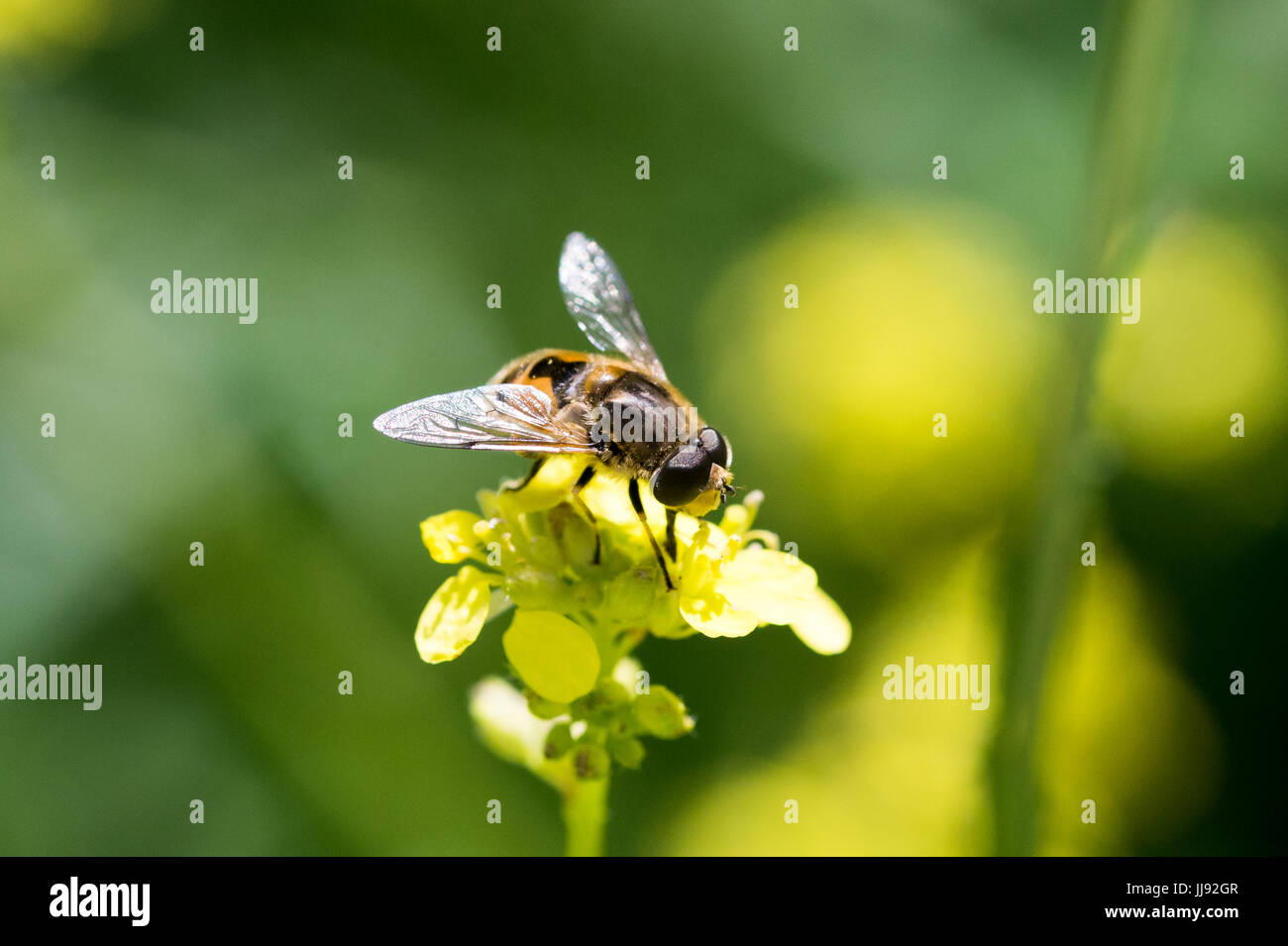 Hoverfly syrphidae yellow uk hi-res stock photography and images - Alamy