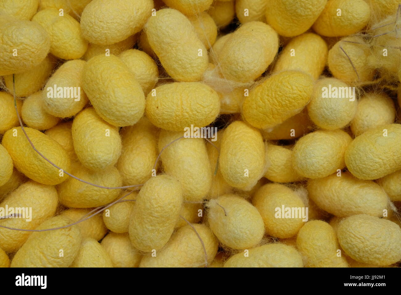 Golden silk cocoons Stock Photo - Alamy