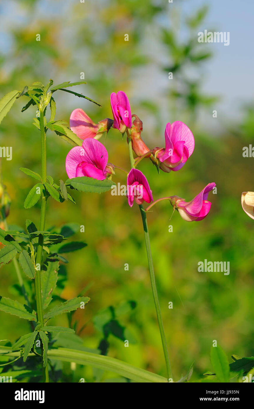 Norfolk everlasting pea hi-res stock photography and images - Alamy
