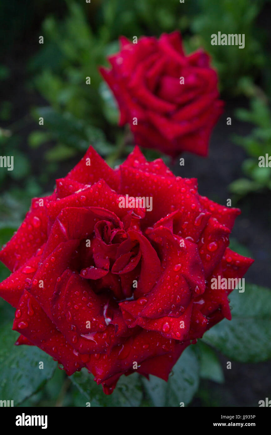 red flowers red roses floribundaroses floribunda Stock Photo - Alamy