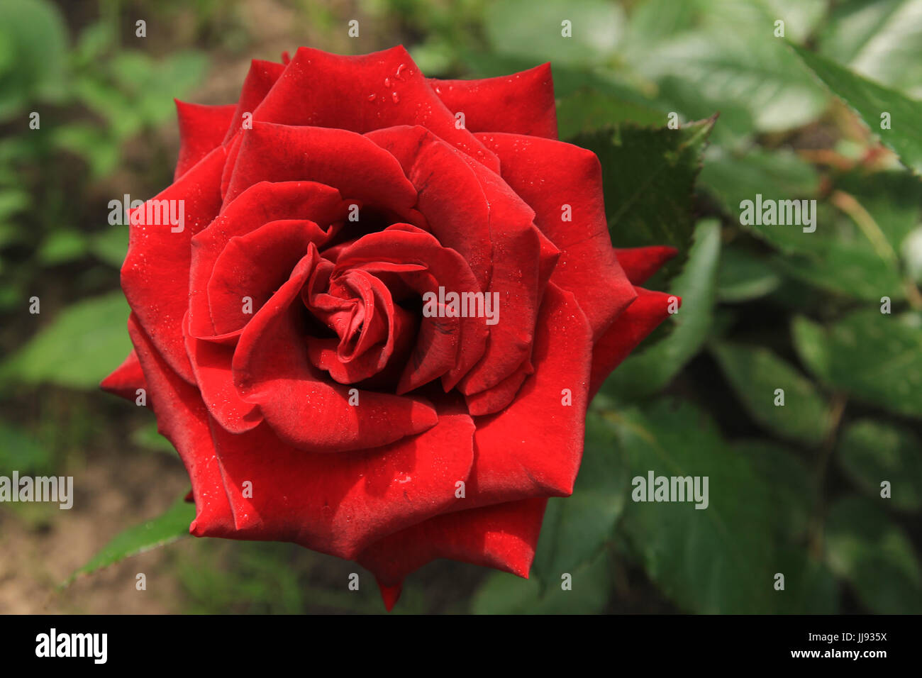 Dark red floribunda hi-res stock photography and images - Alamy