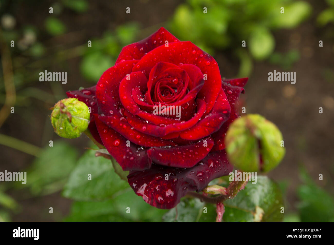 red flowers red roses floribundaroses floribunda Stock Photo - Alamy