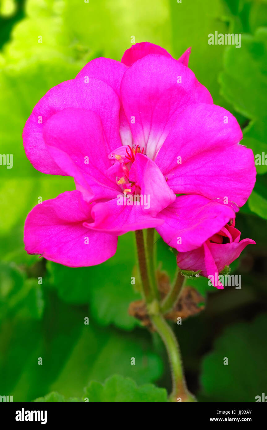 Pelargonie hi-res stock photography and images - Alamy
