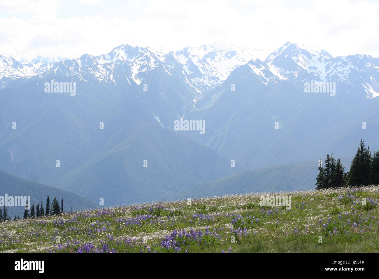 Hurricane ridge washington hi-res stock photography and images - Alamy