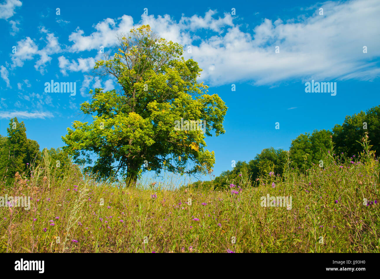 Big old oak tree hi-res stock photography and images - Alamy