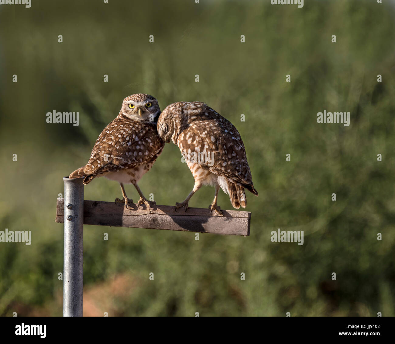 Burrowing Owls Zanjero Park Gilbert, Arizona USA Stock Photo - Alamy