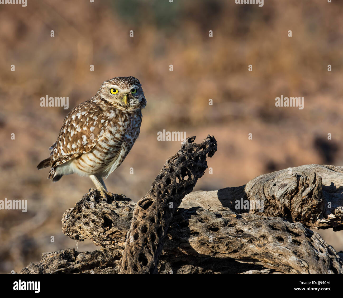 Burrowing Owls Zanjero Park Gilbert, Arizona USA Stock Photo - Alamy