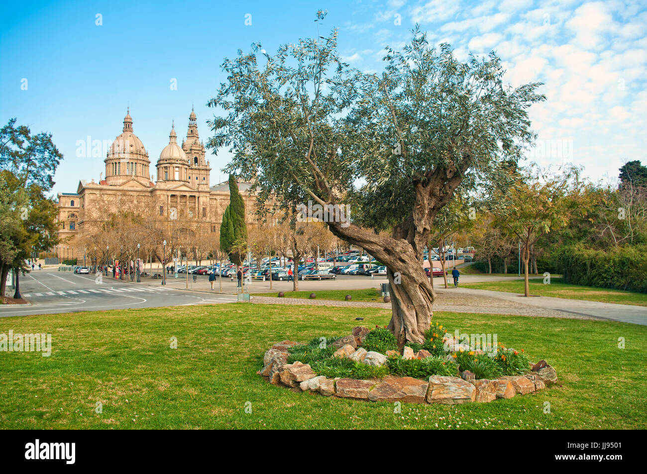 old olive tree on lawn with flowers with National Art Museum of ...